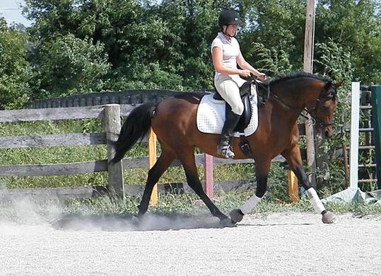 steph ride | Eventing Nation - Three-Day Eventing News, Results, Videos ...