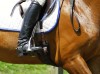 Total Saddle Fit: How a Girth Can Make a Difference | Eventing Nation ...