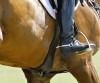 Total Saddle Fit: How a Girth Can Make a Difference | Eventing Nation ...