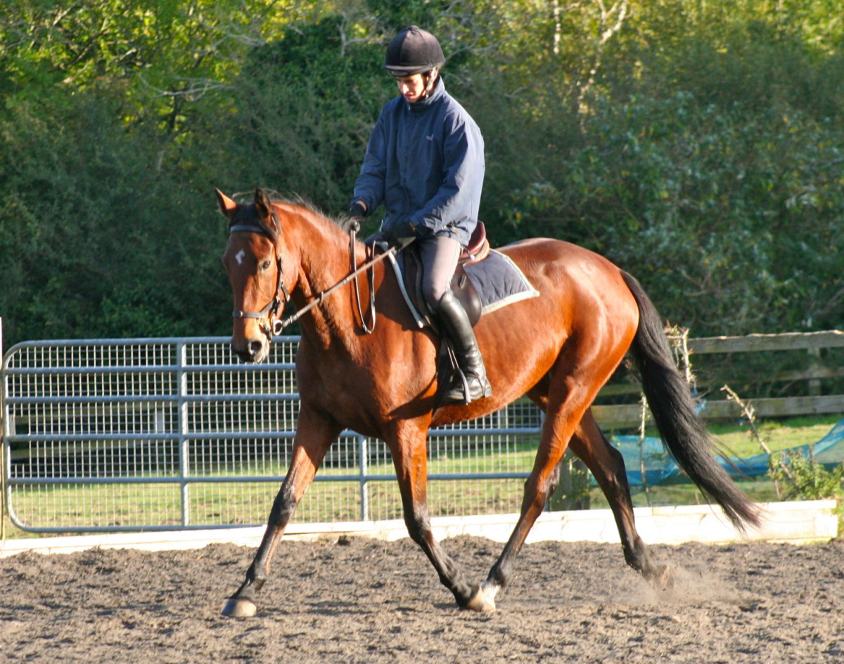 William Micklem’s Winning Formula for Event Horse Breeding | Eventing ...
