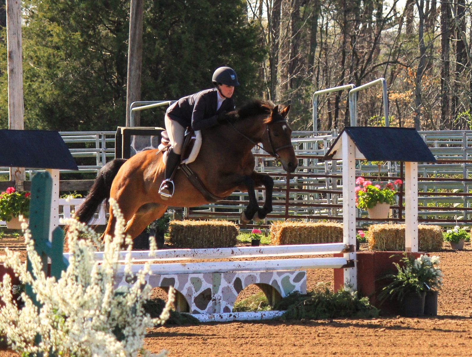 ‘Teach Me How To Hunter’ | Eventing Nation - Three-Day Eventing News ...