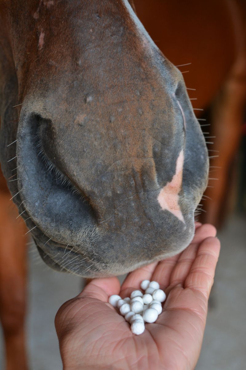 Product Review: GumBits | Eventing Nation - Three-Day Eventing News ...