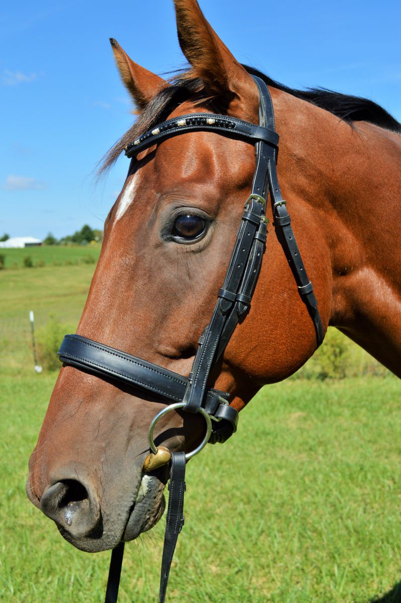 Product Review: Flexible Fit Equestrian Mix and Match Bridle | Eventing ...