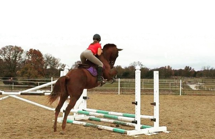 #EventerProblems, Vol. 44: OTTB Edition | Eventing Nation - Three-Day ...