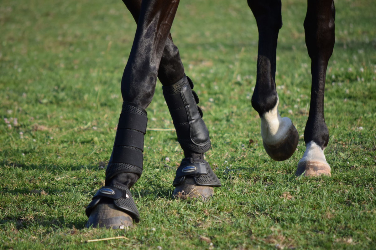 Colleen Peachey | Eventing Nation - Three-Day Eventing News, Results ...