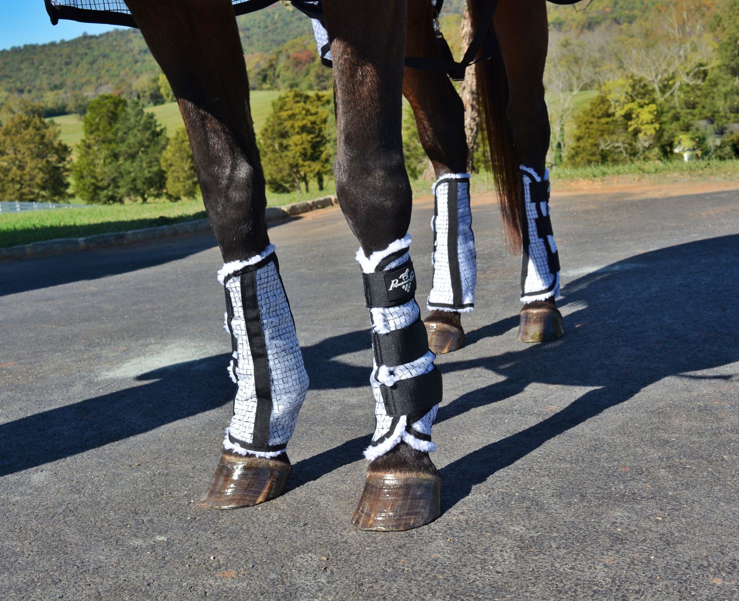 Kate Samuels | Eventing Nation - Three-Day Eventing News, Results ...