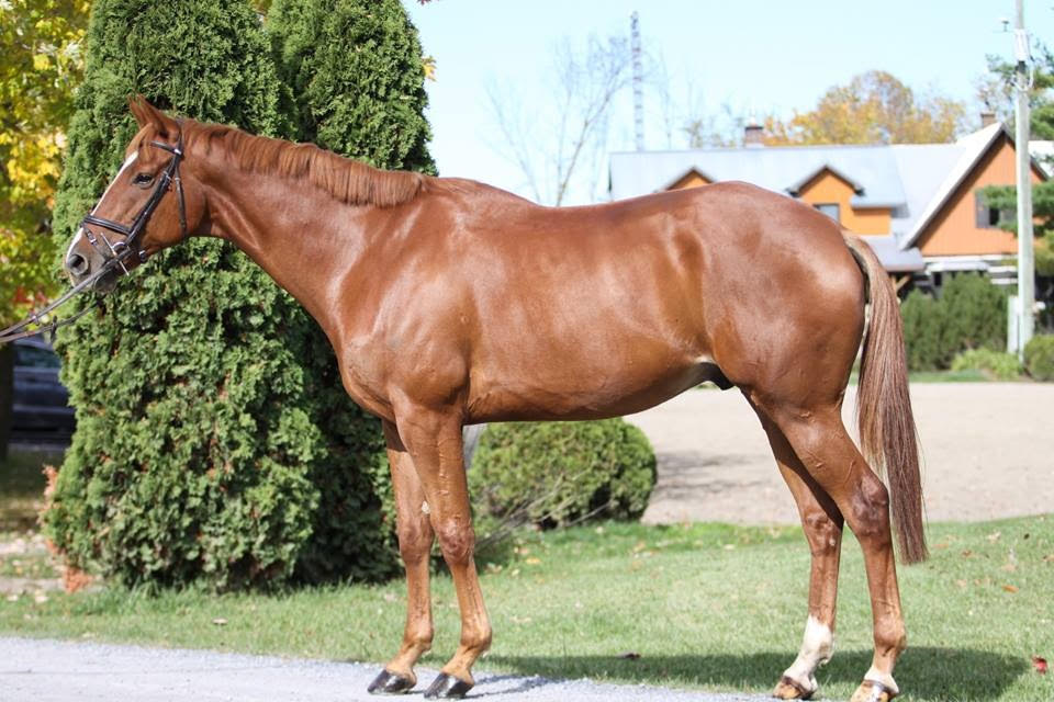 Finding Oli: An Eventer’s Journey to Uncover Her OTTB’s Past | Eventing ...