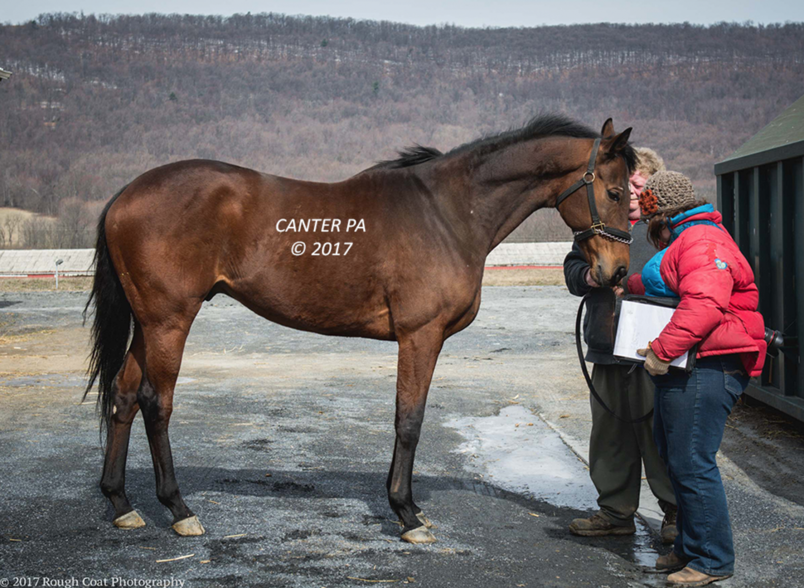 Weekly OTTB Wishlist From Cosequin | Eventing Nation - Three-Day ...