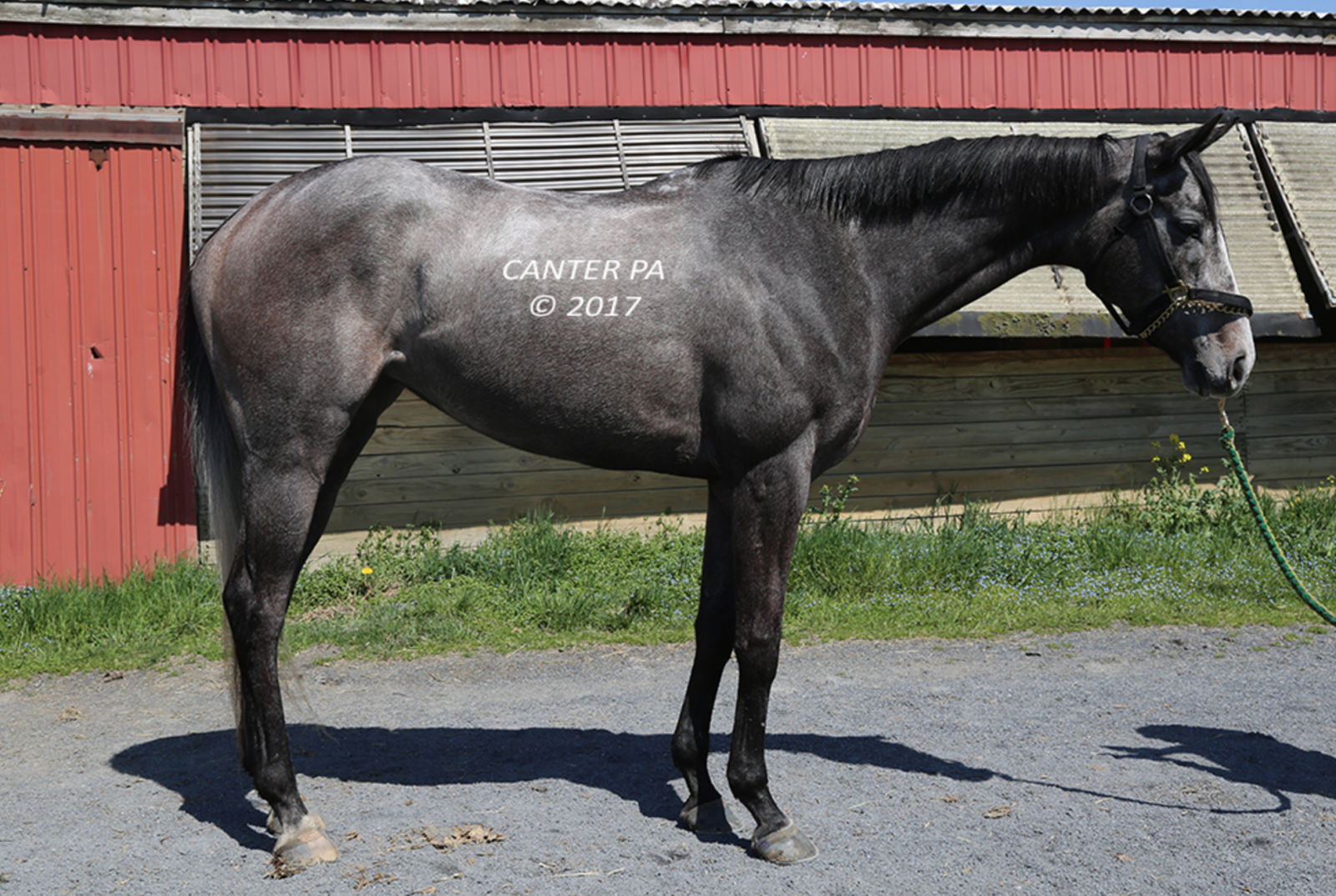 Grey Thoroughbred Stallion