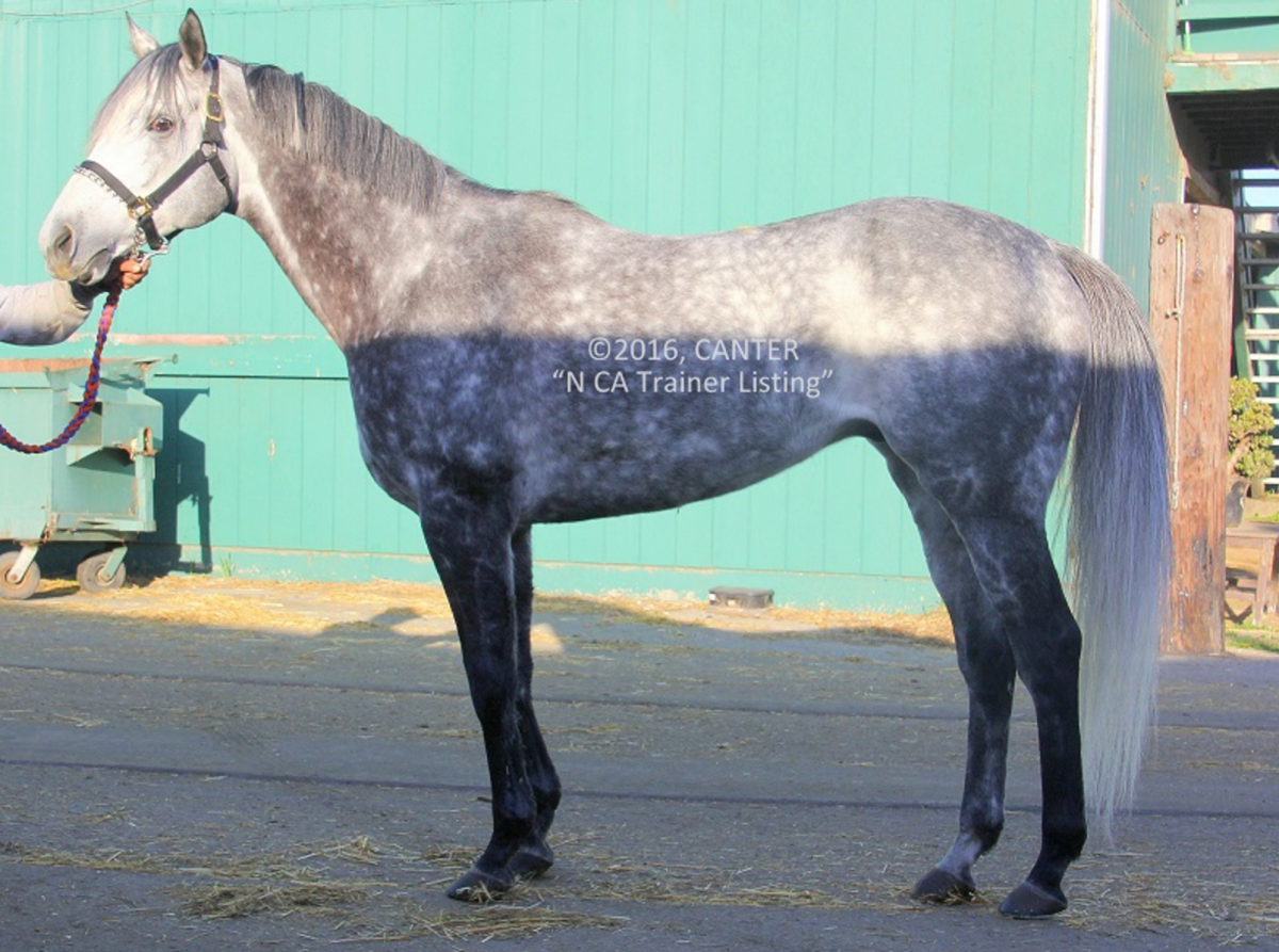 Weekly OTTB Wishlist From Cosequin: 50 Shades of Grey | Eventing Nation ...