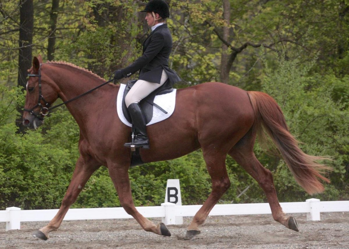 Grindstone Mountain Farm Keeps Former King Oak Farm H.T. Tradition ...