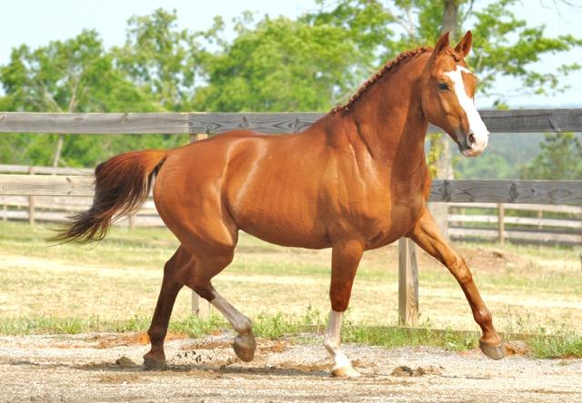 Sport Horse Nation Spotlight: Studly Eventing Stallions | Eventing ...