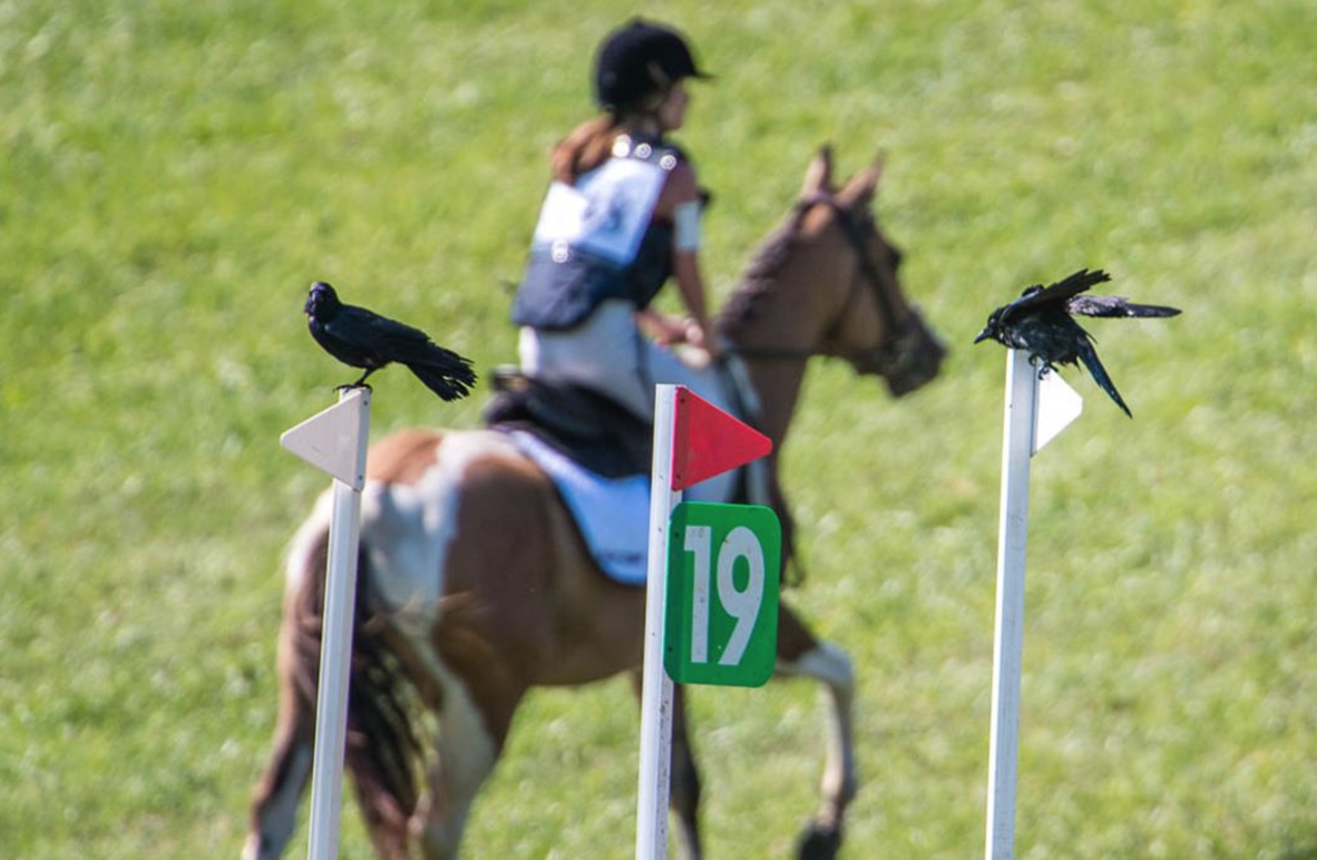 Weekend Instagram Roundup: Through the Lens of Amy Dragoo | Eventing ...