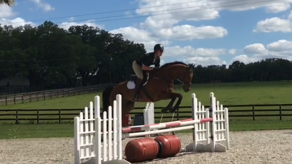 Sport Horse Nation Spotlight: 5 Bay Thoroughbred Geldings | Eventing ...