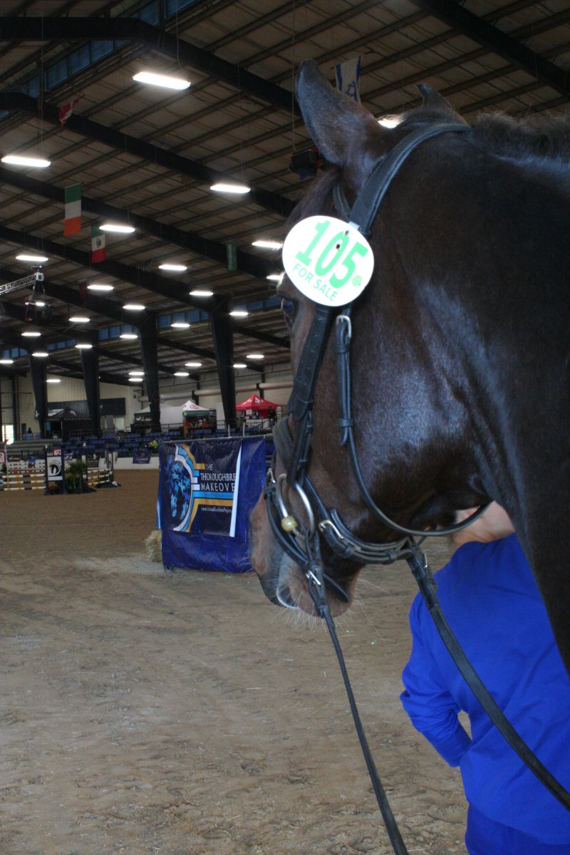 A Peek Behind the Scenes of Allison Thompson’s Thoroughbred Makeover ...