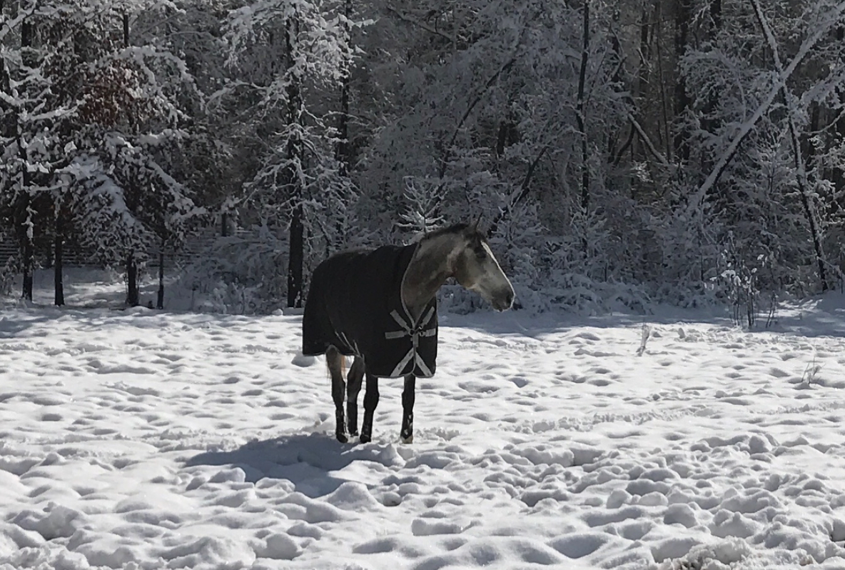 Weekend Instagram Roundup: Snow Daze | Eventing Nation - Three-Day ...