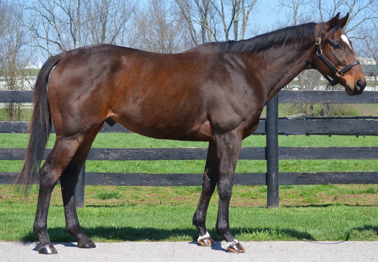 Weekly OTTB Wishlist from Cosequin: Birthday Edition! | Eventing Nation ...
