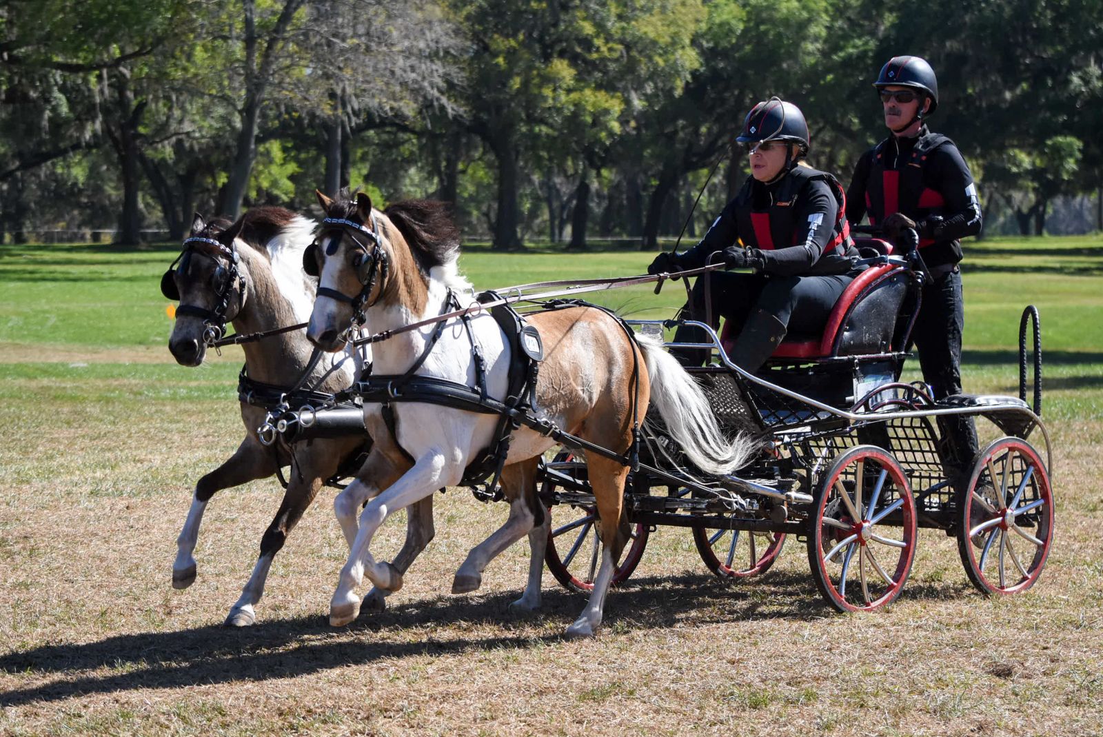 5 Reasons Eventers Should Get Excited About Combined Driving | Eventing ...