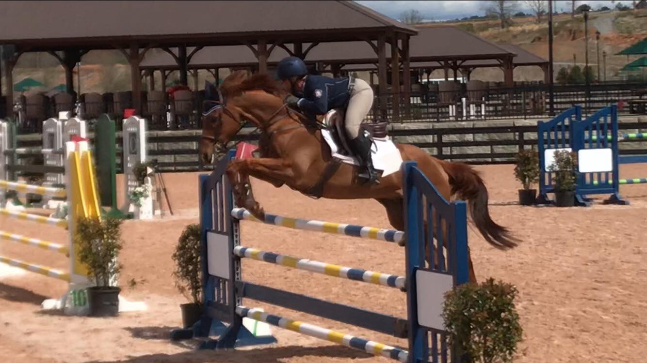 20-Year-Old Shiraz ‘Retires’ to the Show Jumping Ring | Eventing Nation ...