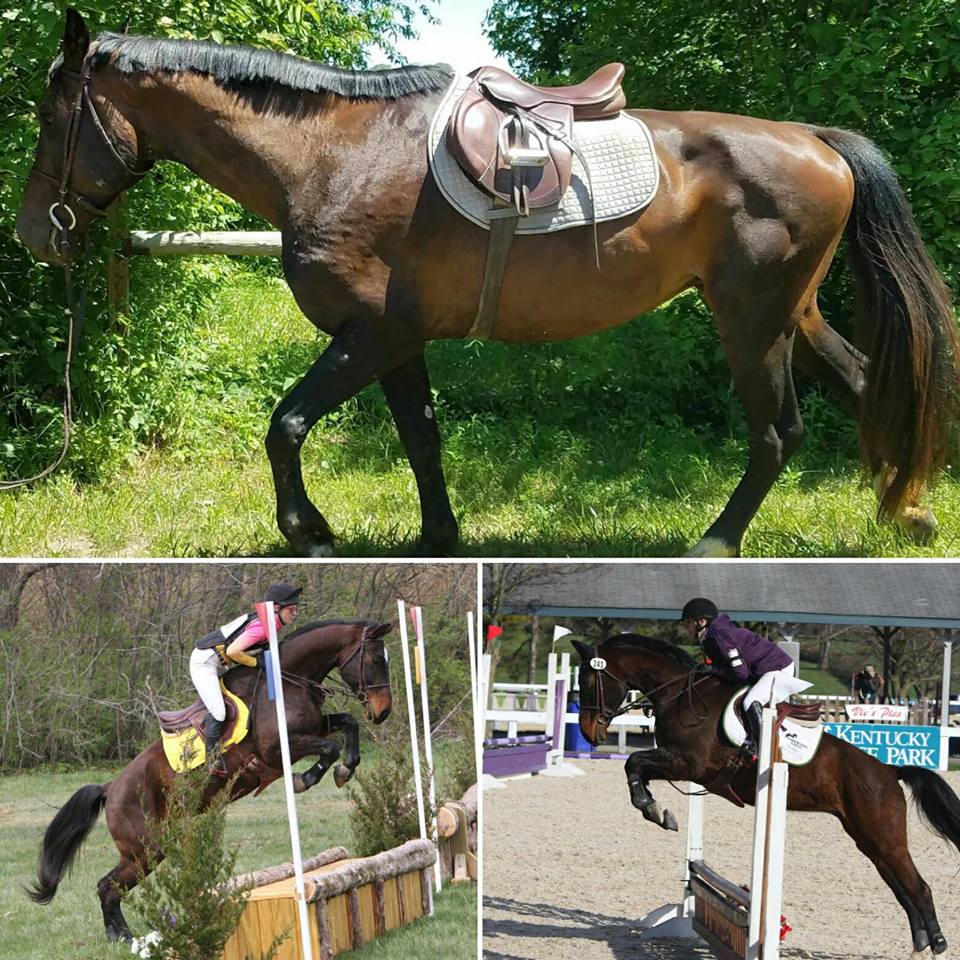From Rescue to Eventer in Nine Months | Eventing Nation - Three-Day ...