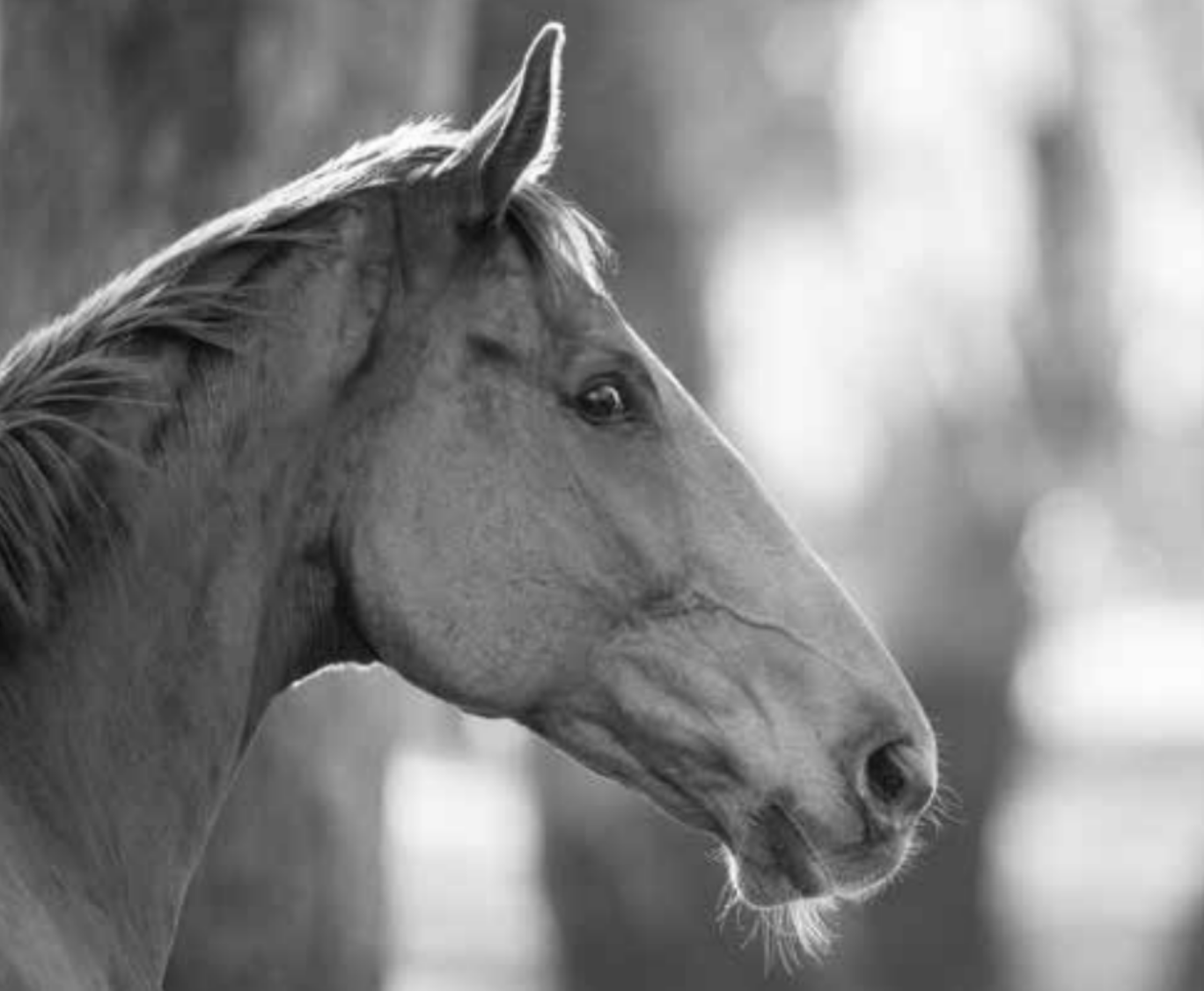 ‘In the Middle Are the Horsemen’ by Tik Maynard: Excerpt I | Eventing ...