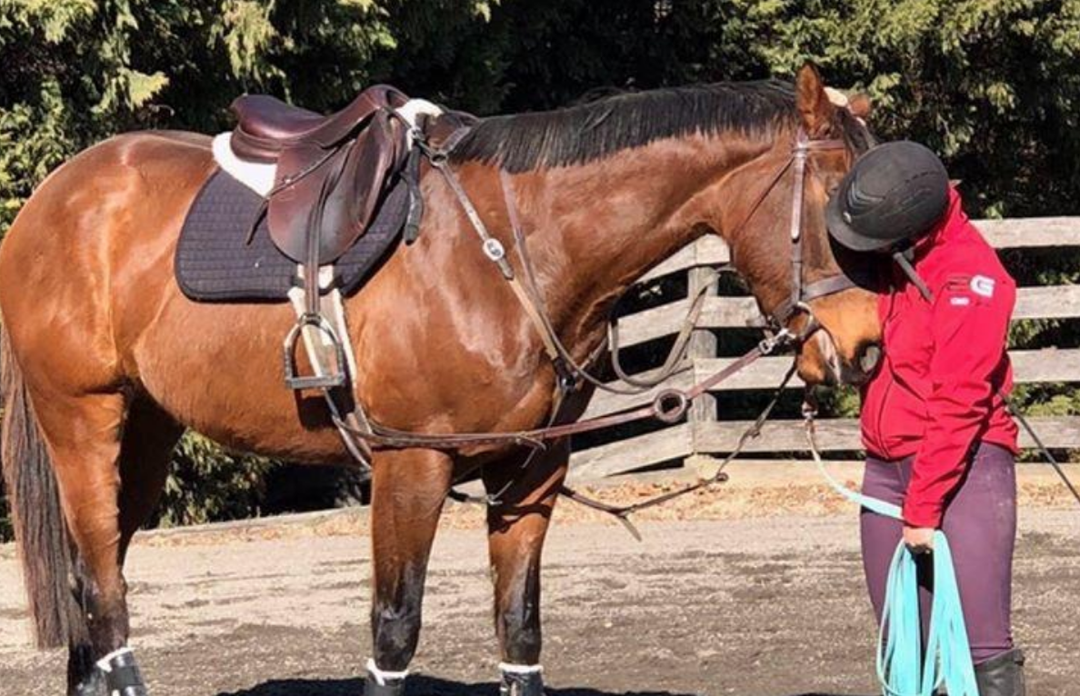 So You Want to Get an OTTB, Part III: Creating a Lasting Relationship ...