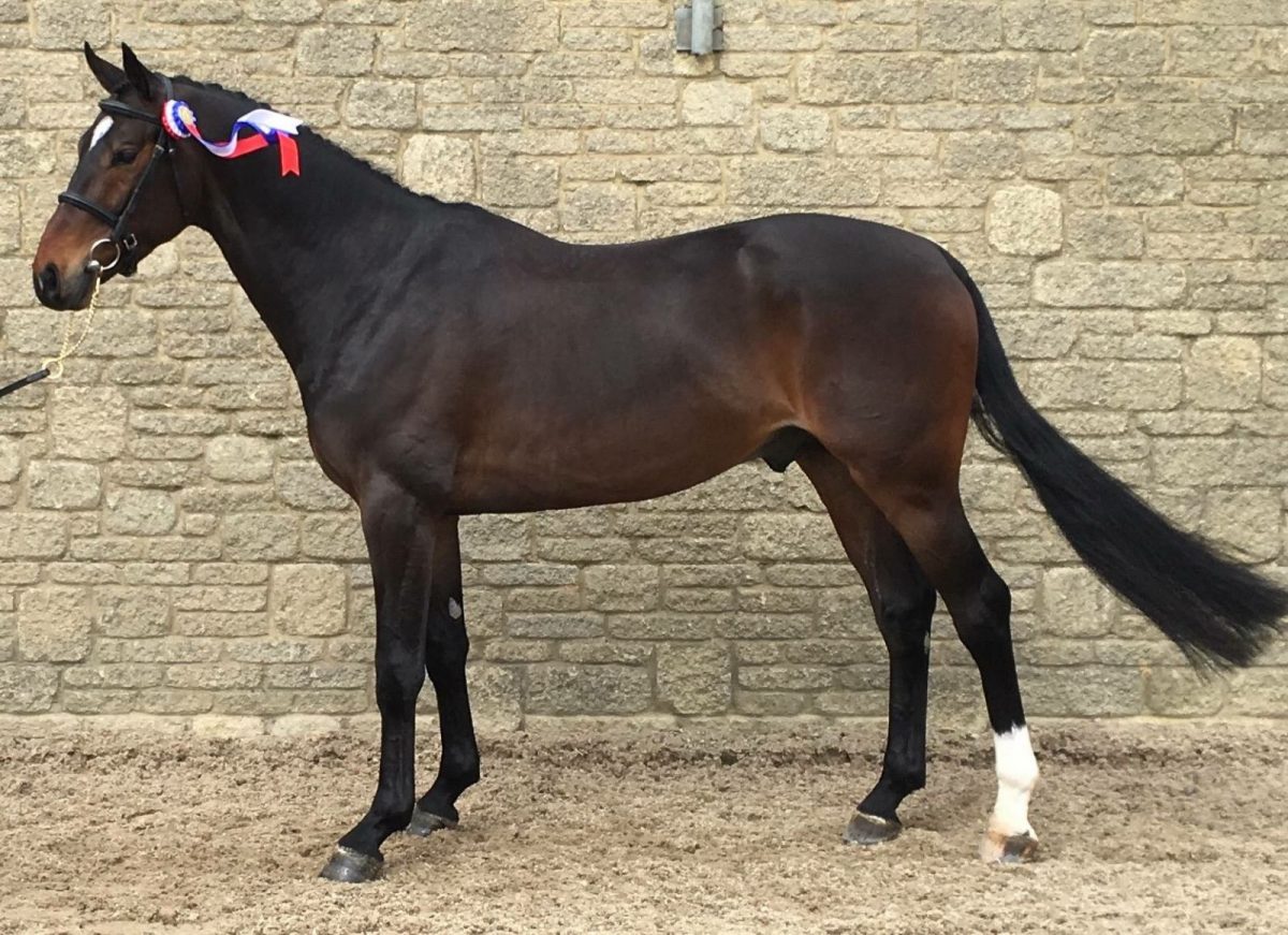 Party Trick, Chilli Morning’s First Stallion Progeny, Is Following in ...