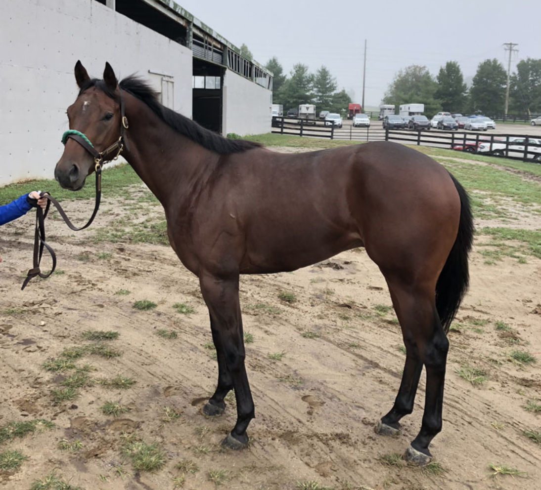 Weekly OTTB Wishlist from Cosequin: Seasons of Change | Eventing Nation ...