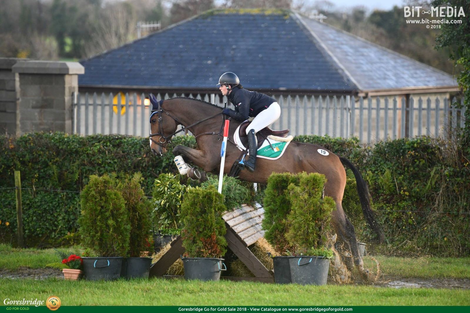 Goresbridge Go For Gold Sale Adds Virtual Options for 2020 Auction ...