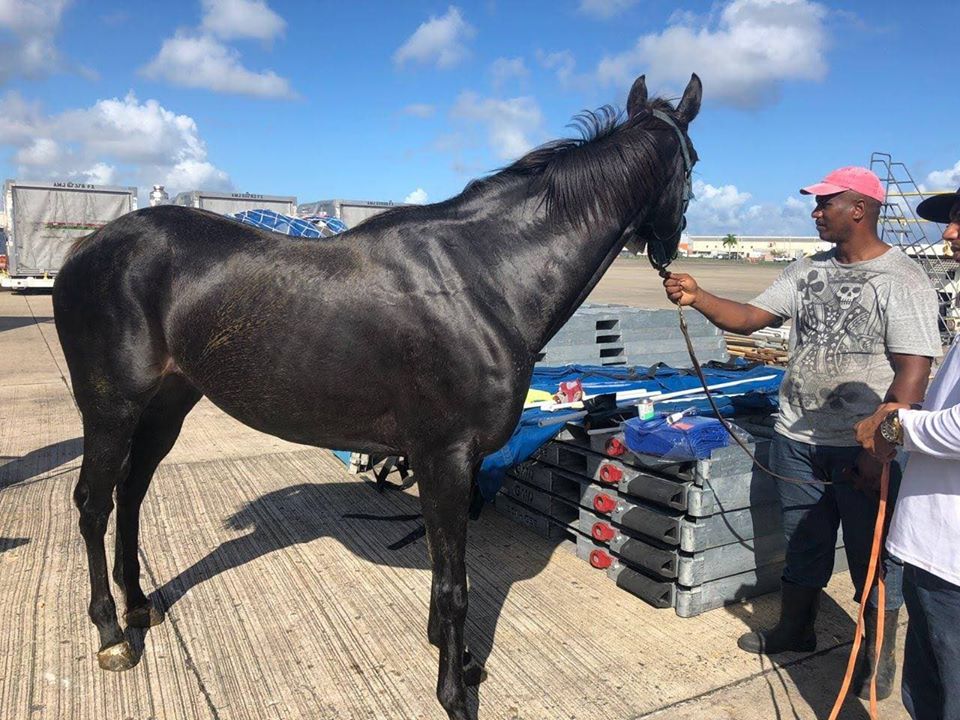 Best of HN: Coming Home — Caribbean Thoroughbred Aftercare Brings ...