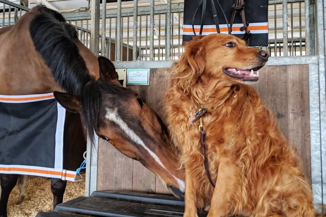 #DogsOfEN: You Know It’s a Barn Dog When … | Eventing Nation - Three ...