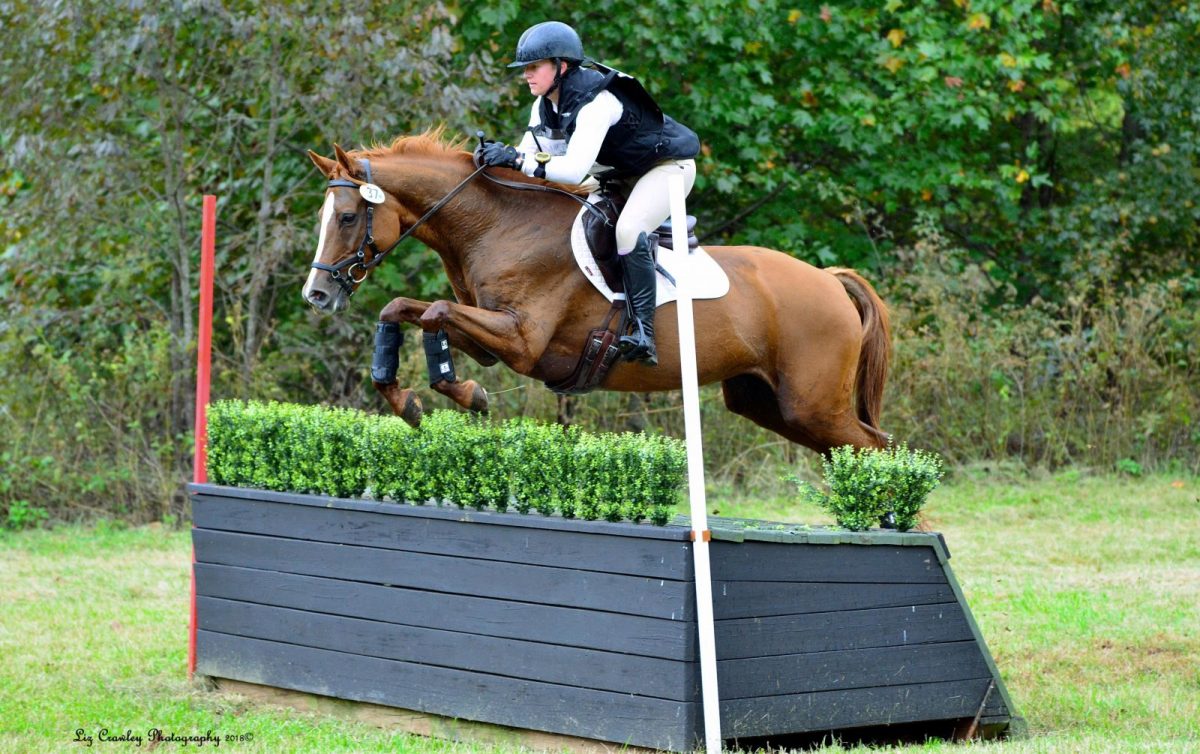 Sport Horse Nation Spotlight: Six Dreamy Chestnuts | Eventing Nation ...