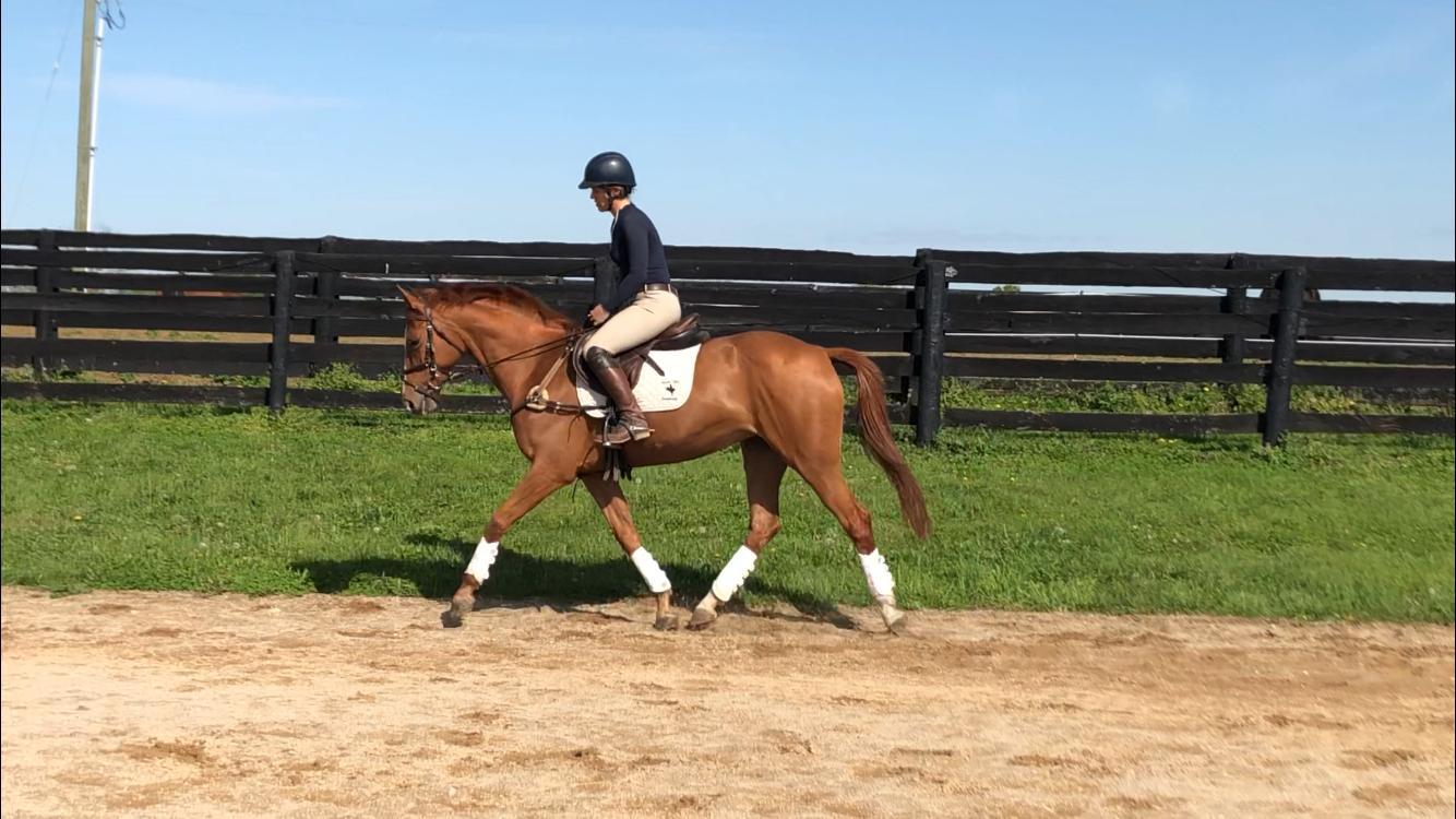 Sport Horse Nation Spotlight: Six Dreamy Chestnuts | Eventing Nation ...