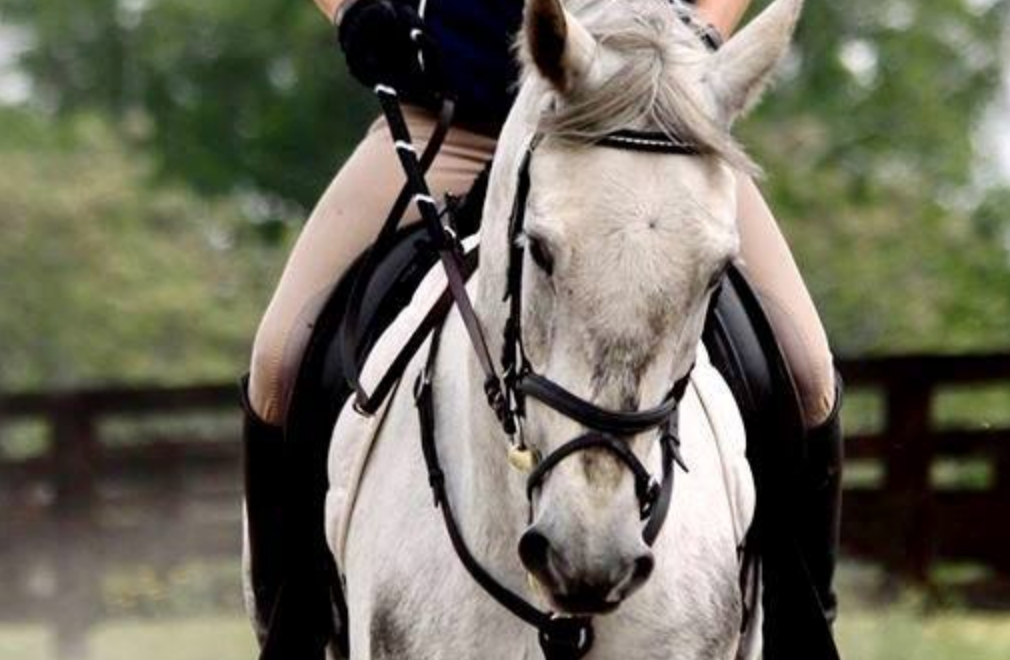 Product Review: Correct Connect Reins | Eventing Nation - Three-Day ...