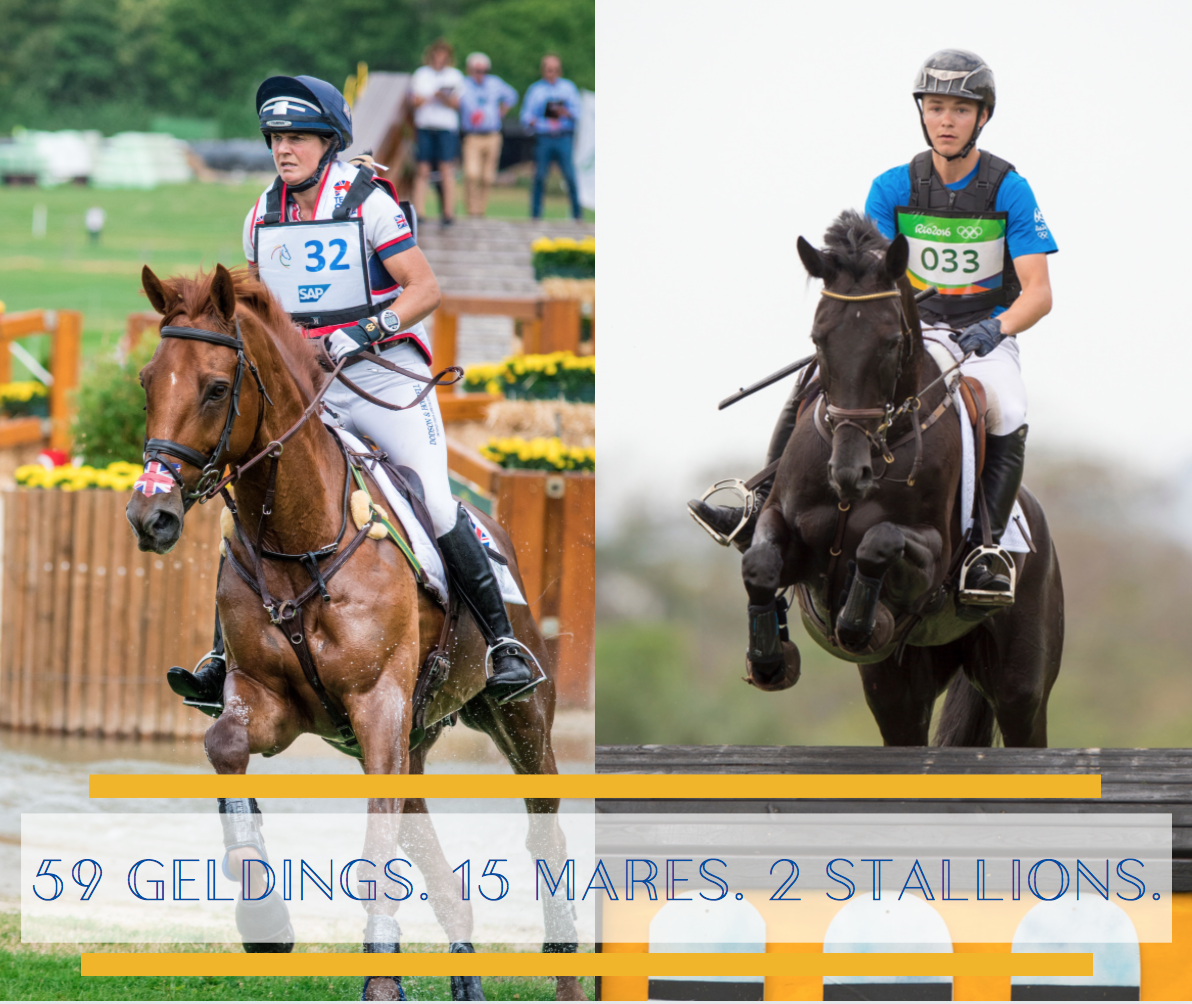 The European Championships at a Glance: Meet the Horses | Eventing ...