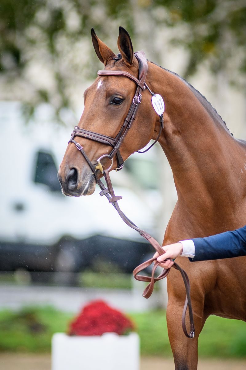 6YO-Brian-Morrison-and-Global-ESI-Exclusive1 | Eventing Nation - Three ...