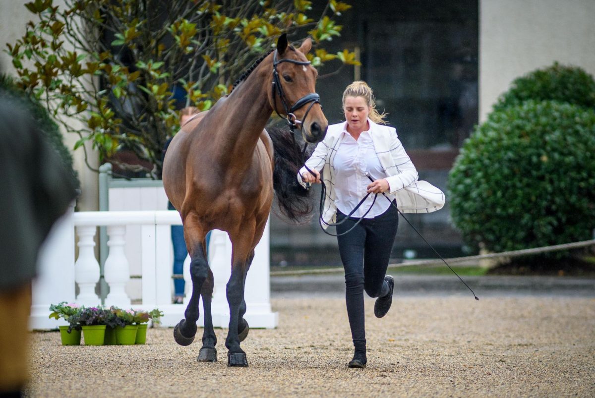 6YO-Isabel-English-and-Ivian-HX | Eventing Nation - Three-Day Eventing ...