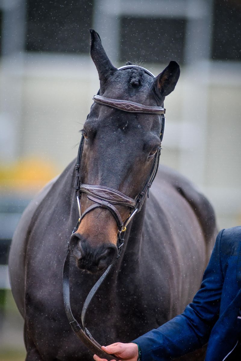 7YO-Simon-Grieve-and-Bonhunt-Bernie | Eventing Nation - Three-Day ...