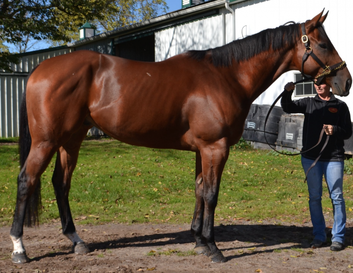 Weekly OTTB Wishlist Presented by Cosequin: FHI Winner Paddy the Caddy ...