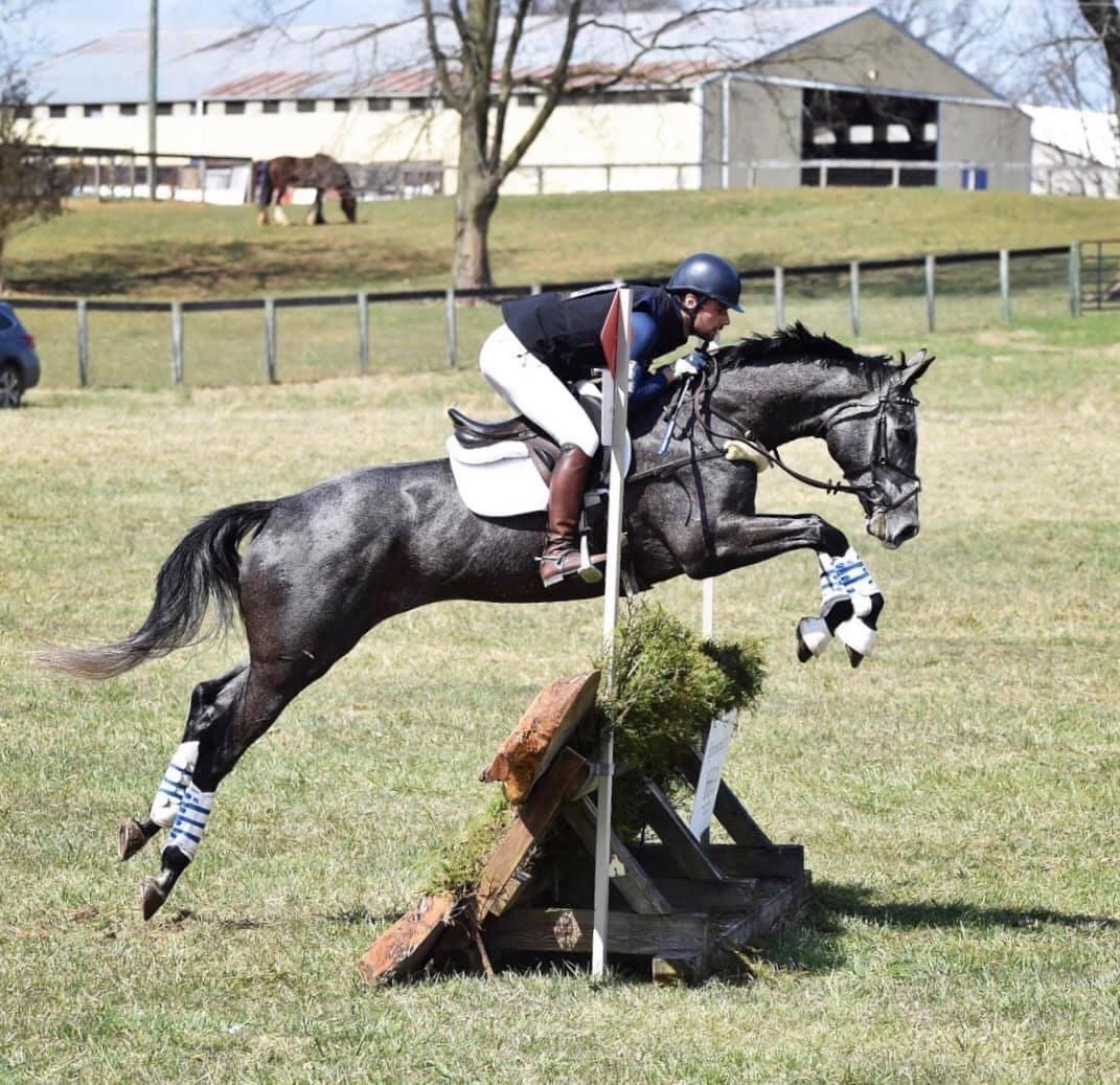 Sport Horse Nation Spotlight: Find Your Next Valentine | Eventing ...