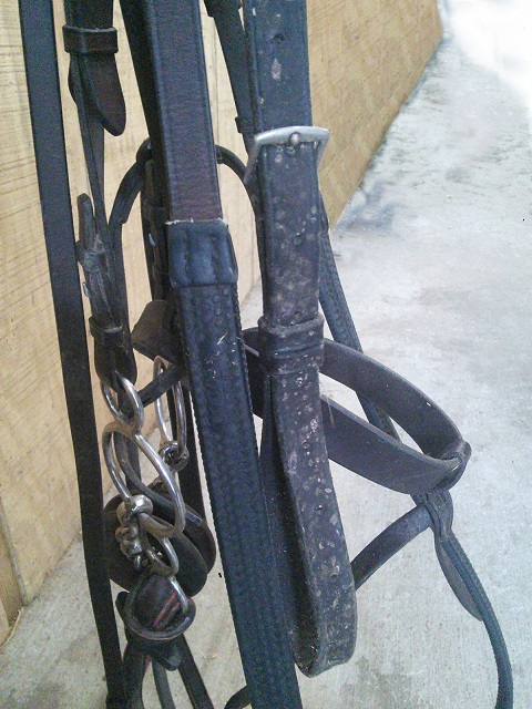 Disgusting, Dirty Tack? Easy Winter Tack Care, Brought to You by Banixx ...