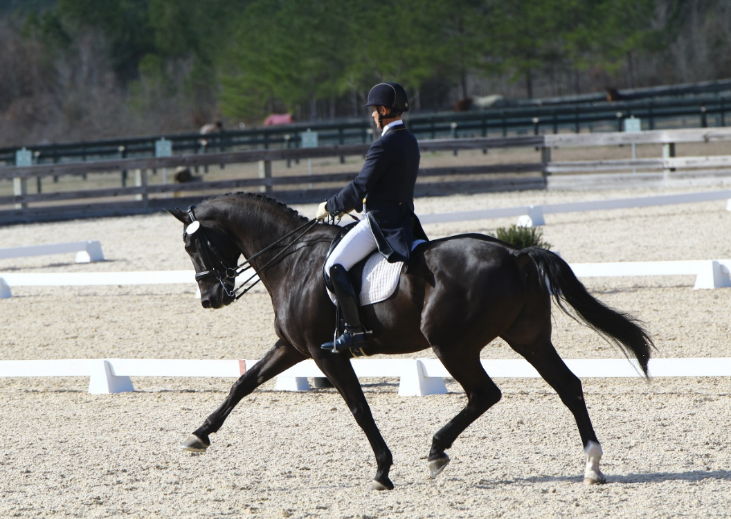 Entries Open for Stable View’s First Virtual Dressage Competition ...