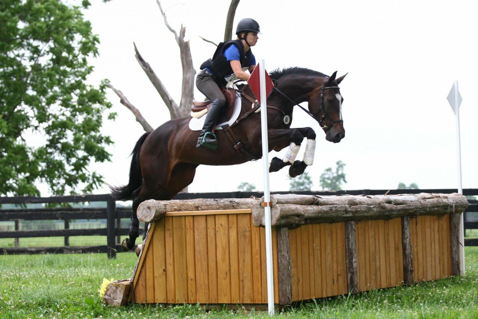 Sport Horse Nation Spotlight: Flashy & Fancy | Eventing Nation - Three ...