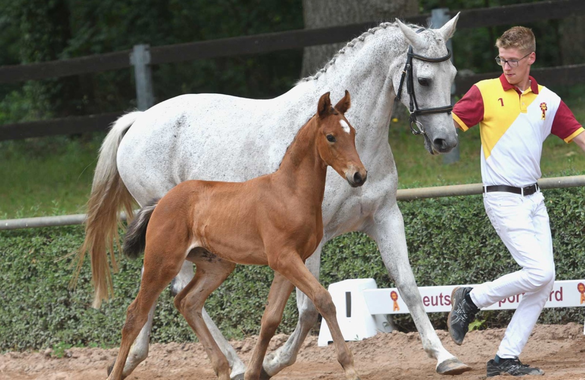 ‘DSP Goes Cross Country’ Online Auction Features Nine Top-Class German ...