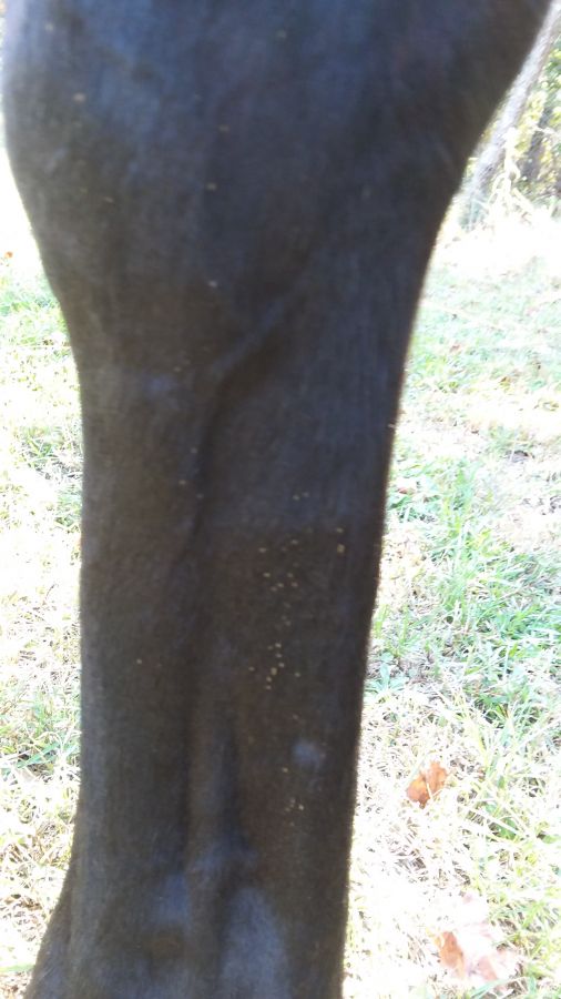 Bot Flies – Just Pesky, or Worse? Brought to you by Banixx Horse Care ...