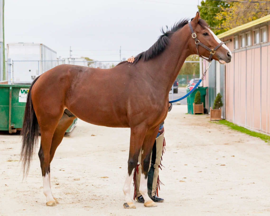 Weekly OTTB Wishlist: Retail Therapy | Eventing Nation - Three-Day ...