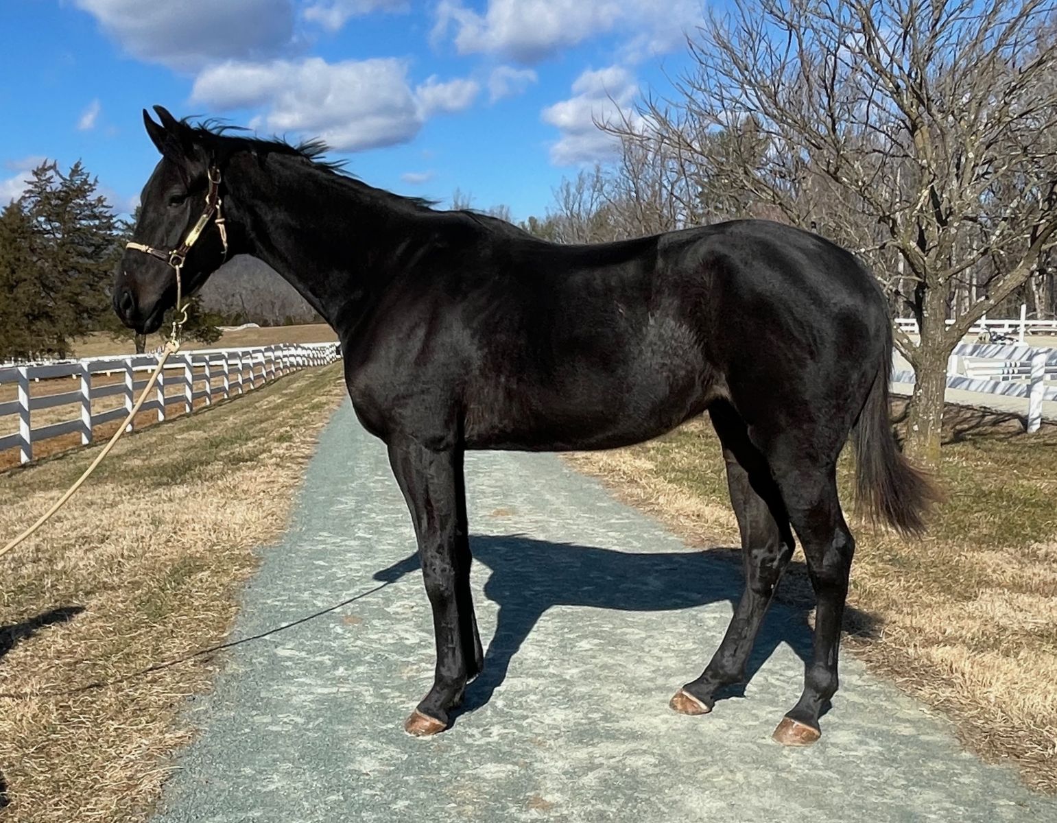 Dappir Ridge Road to the Makeover: Meet the New OTTB Lineup | Eventing ...