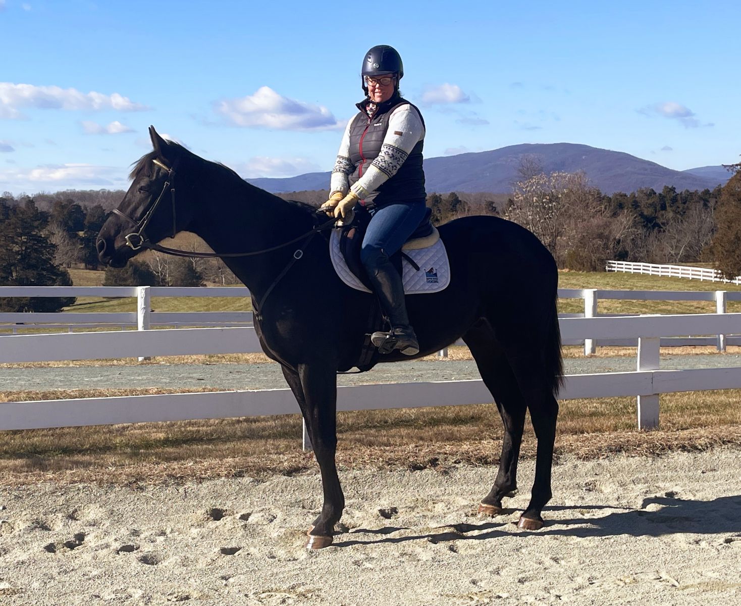 Dappir Ridge Road to the Makeover: Meet the New OTTB Lineup | Eventing ...