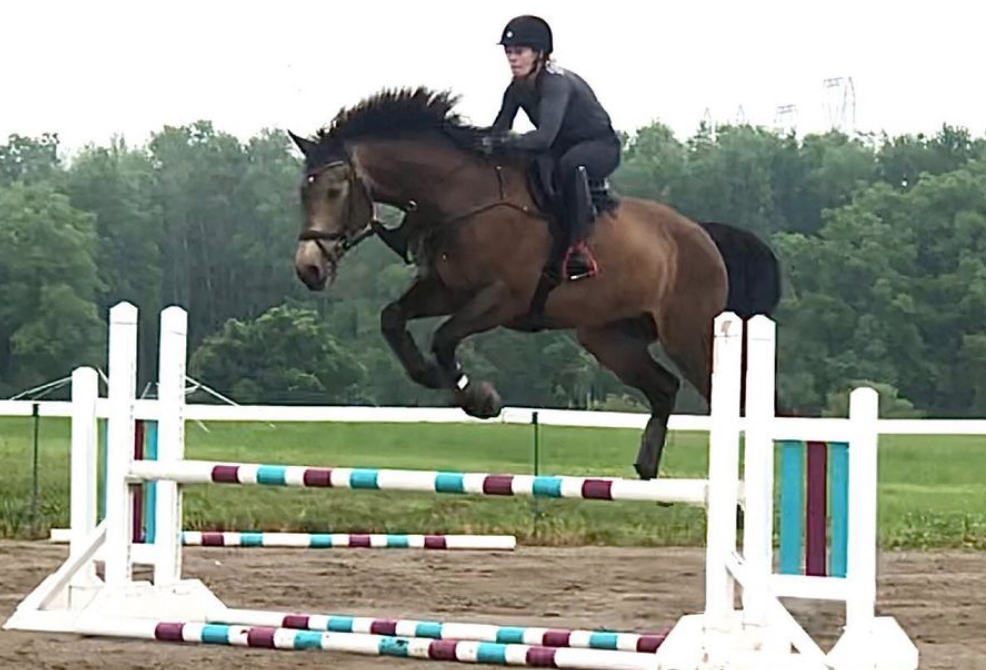 #EventerProblems Vol. 70 from Ecovet: Hump Day Jump Day | Eventing ...
