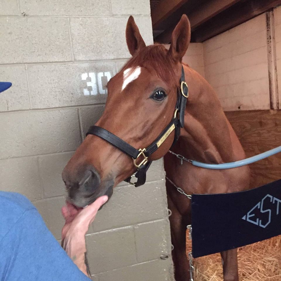 An Adult Amateur’s (Re-Routed) Journey to the AECs | Eventing Nation ...